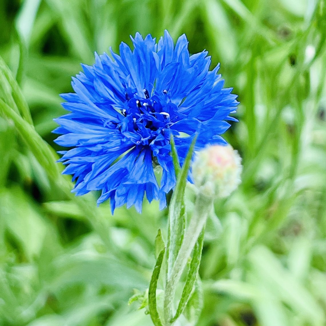 It’s Time To Plan Your Edible Flower Garden! – anneholmesnutrition